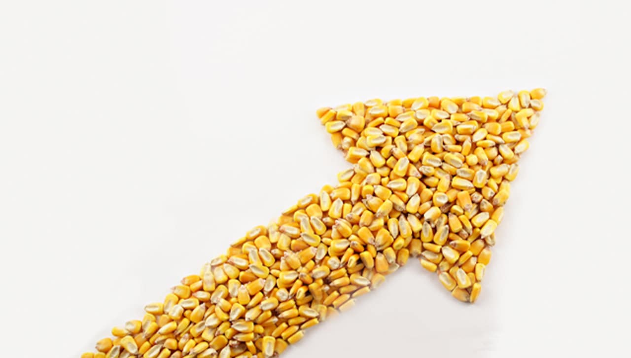 Higher corn prices carryover from 2021, but for how long? - ADM Advantage