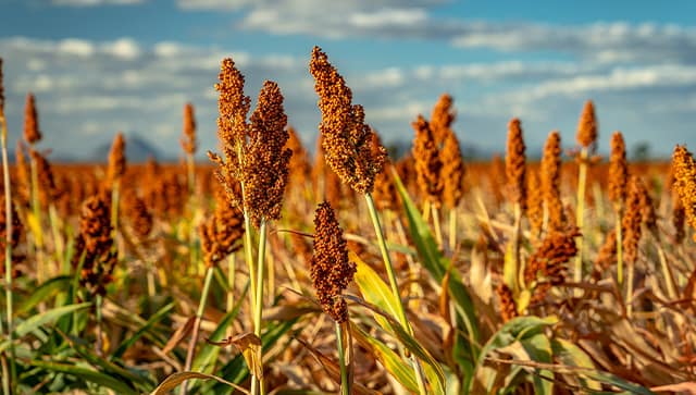 A New Take on an Old Grain - ADM Advantage