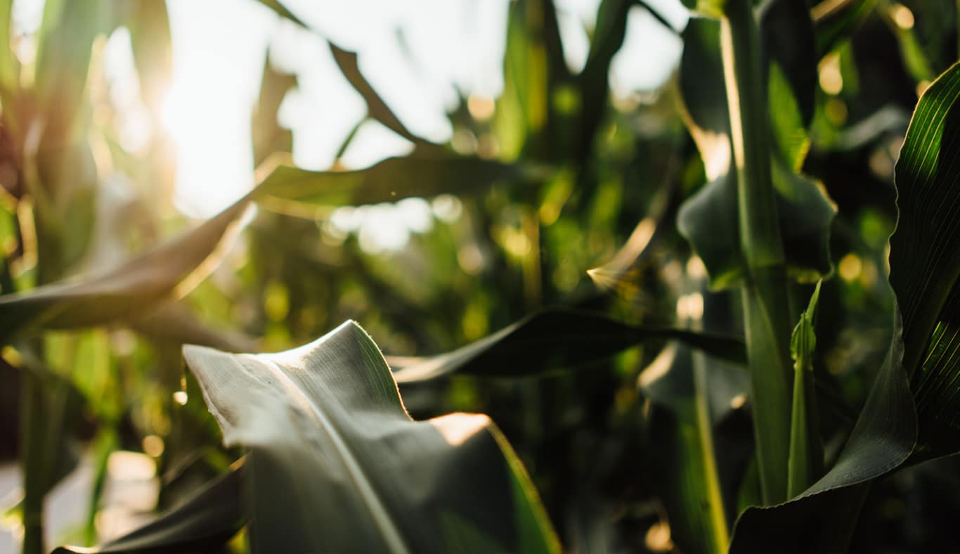 Price Daily | Grain Marketing Contracts from ADM Advantage